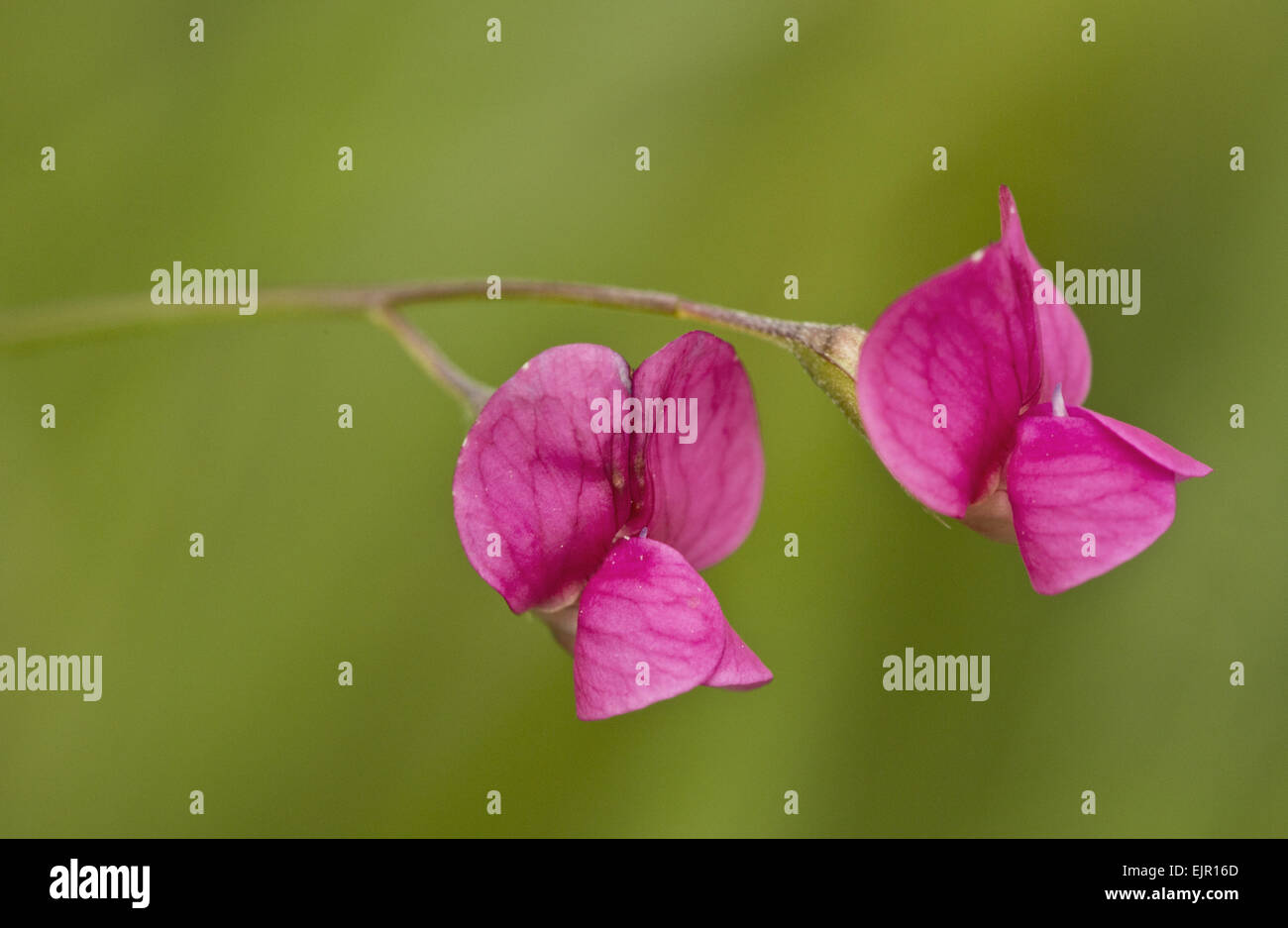 Grass Vetchling (Lathyrus nissolia) close-up of flowers, growing in ...