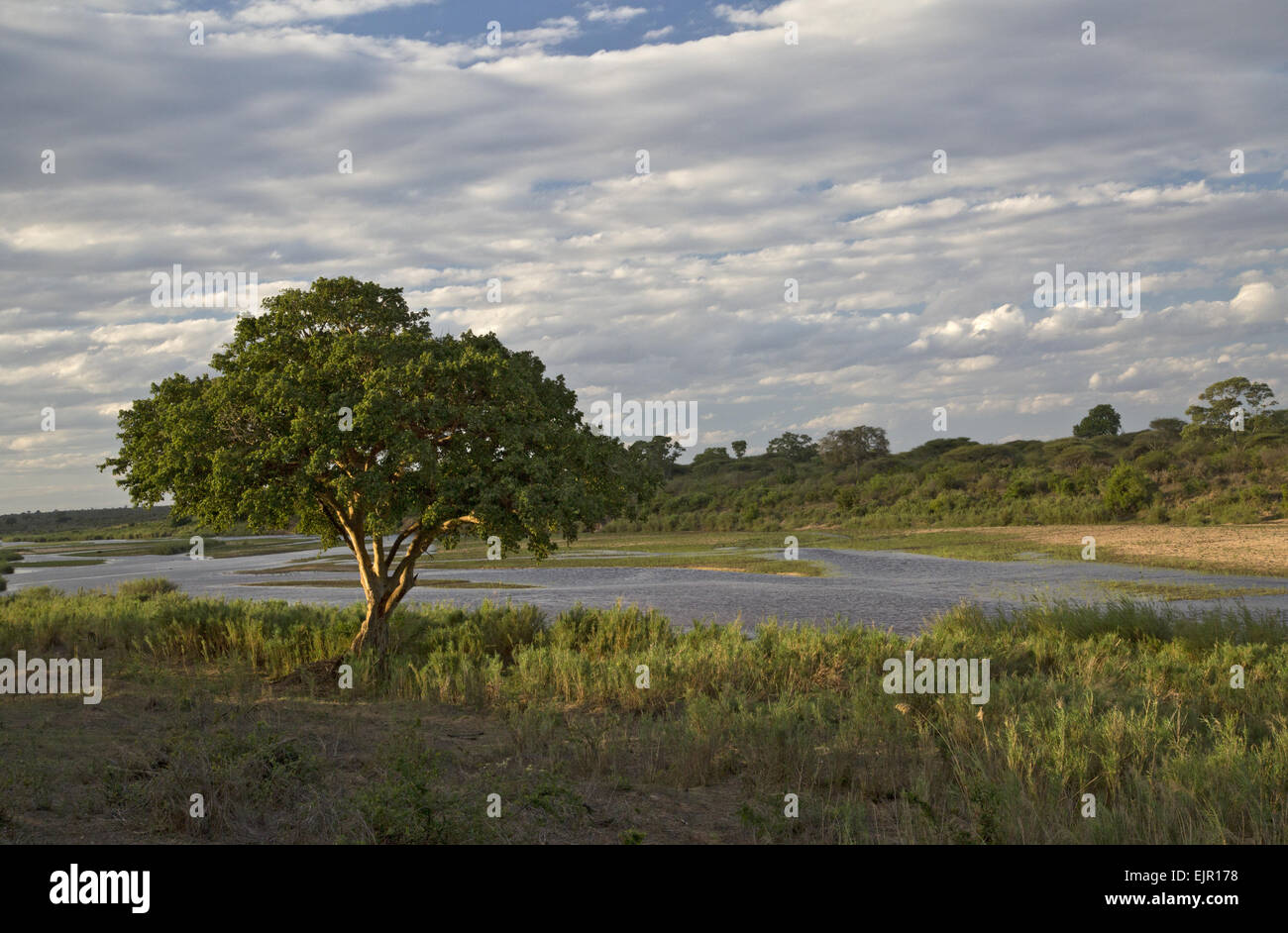 Broom cluster fig hi-res stock photography and images - Alamy