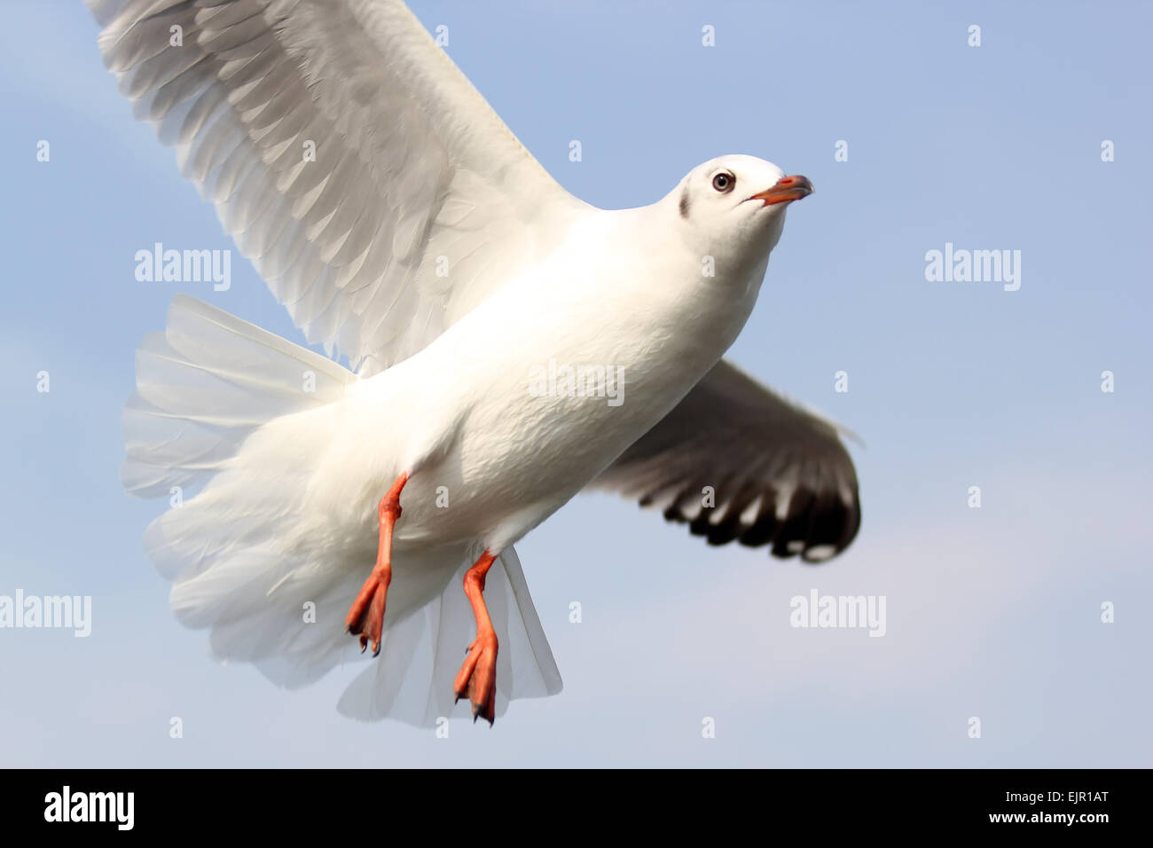 Closeup of the freedom pigeon Stock Photo - Alamy