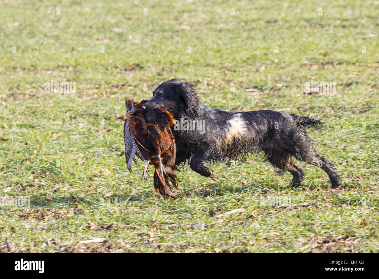 Working cocker spaniel (blue roan) carrying cock pheasant Stock Photo ...