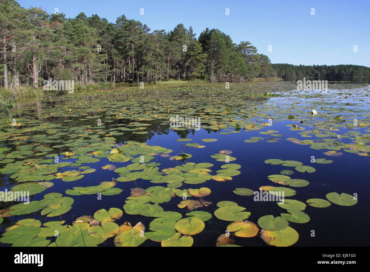 Freshwater loch with waterlilies, Loch Garten, Loch Garten RSPB Reserve ...