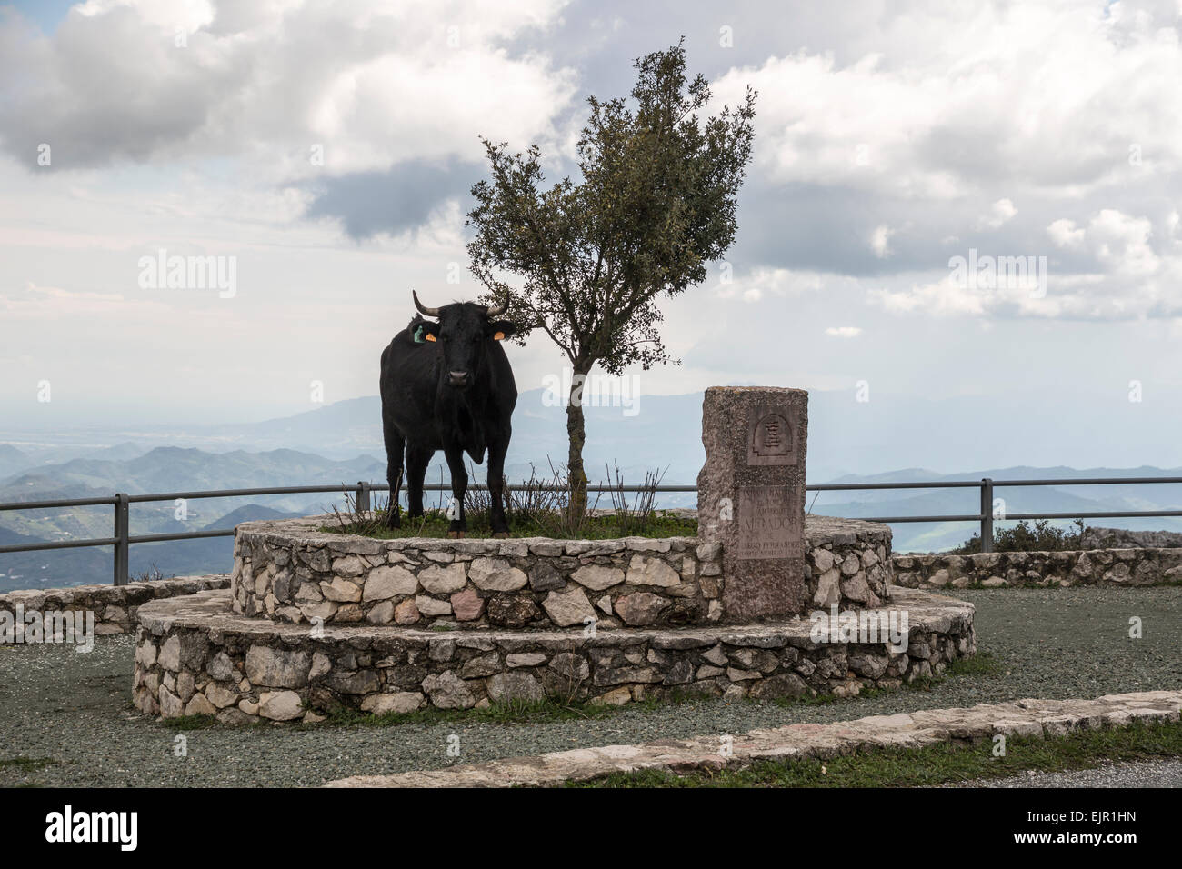 Cow and olive tree, Torcal de Antequera, Andalusia, Spain Stock Photo ...