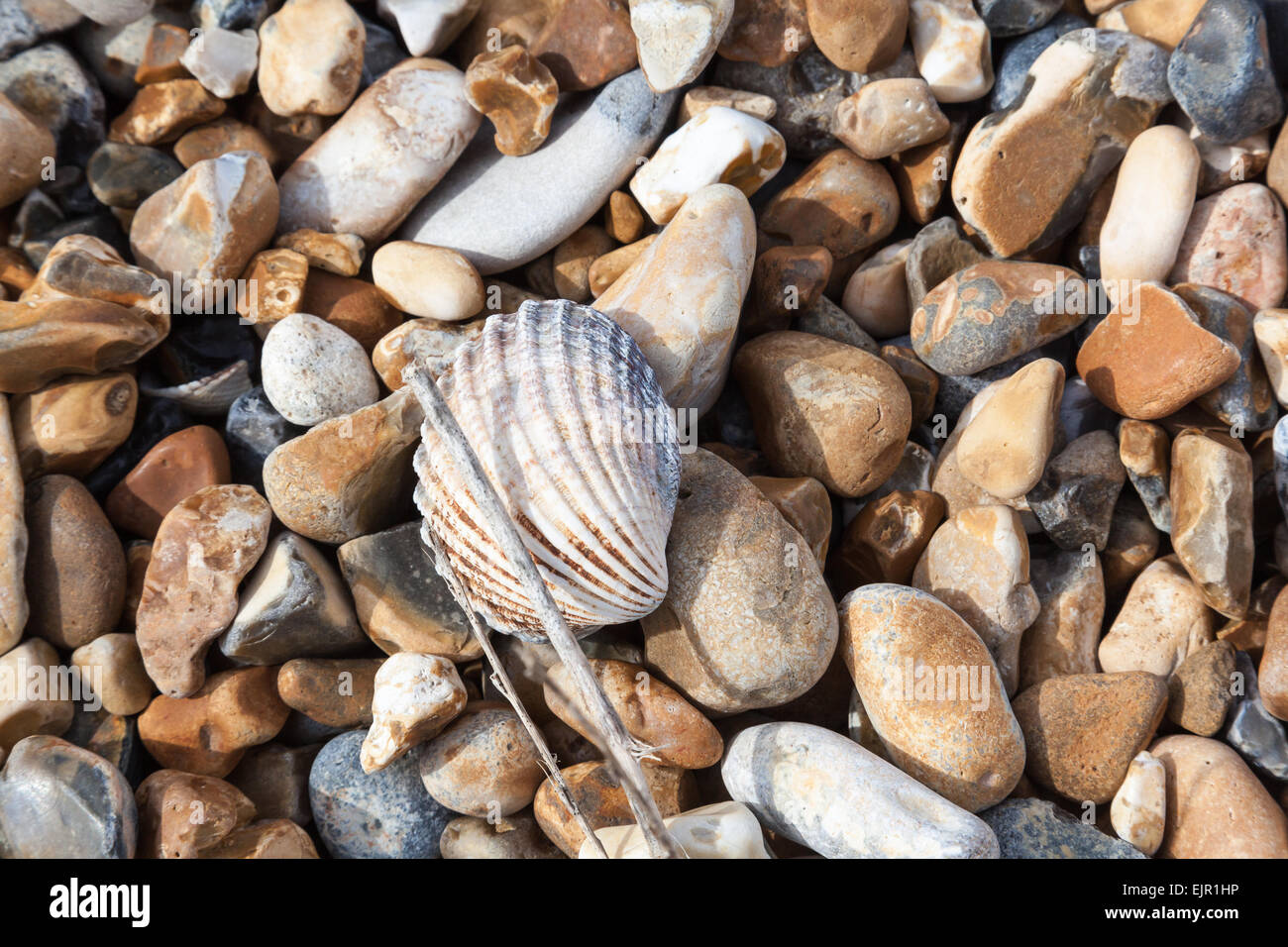Pebble and shell patterns on the beach at Hythe, Kent, UK Stock Photo ...