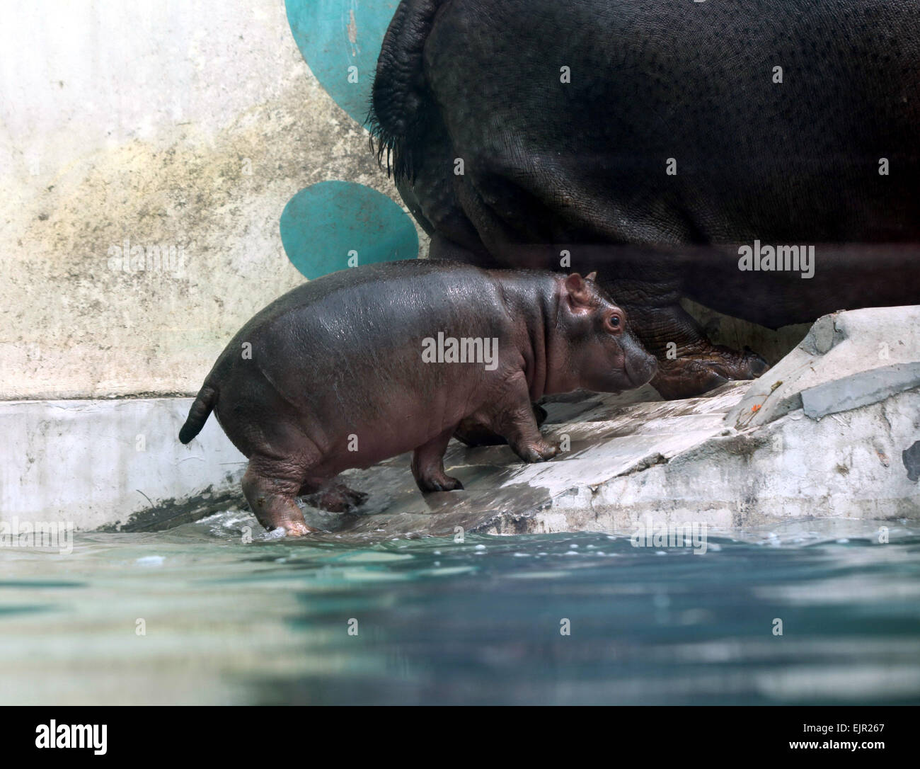 Hippopotamus cub in water hippopotamus hi-res stock photography and ...