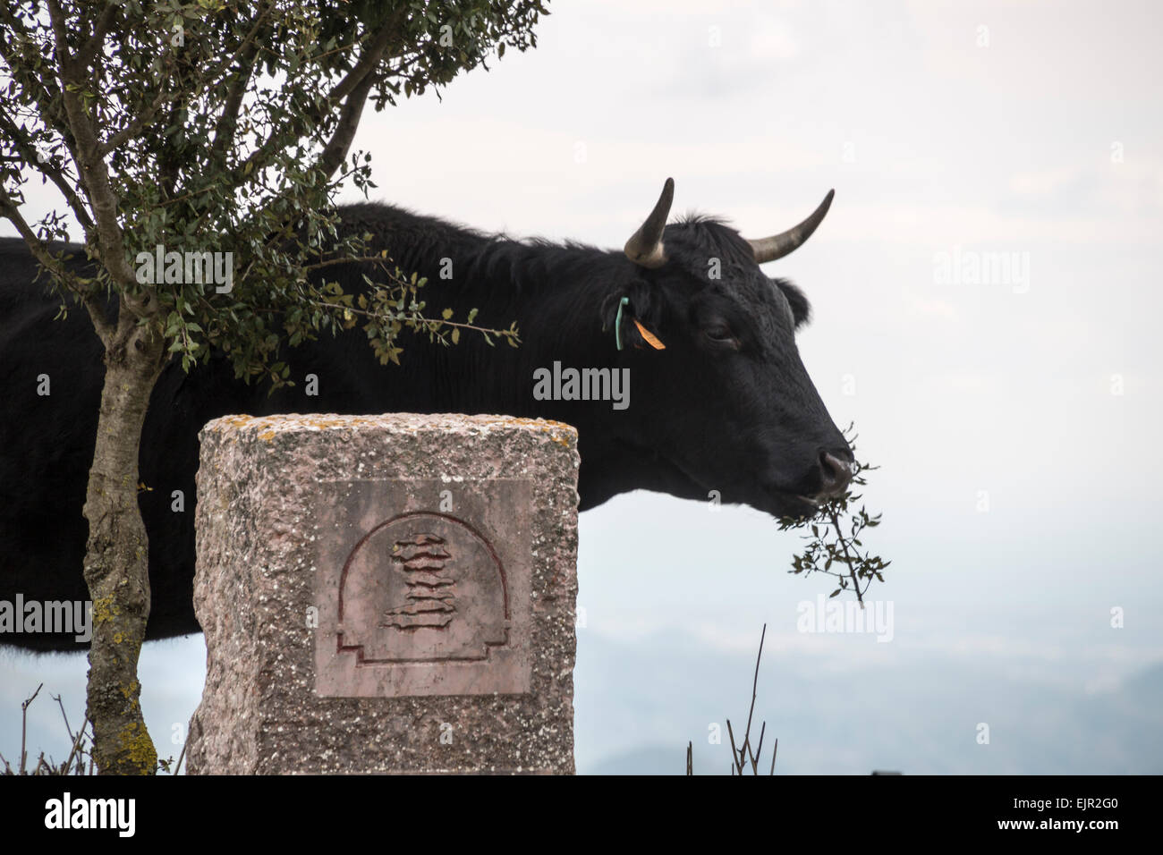 Cow and olive tree, Torcal de Antequera, Andalusia, Spain Stock Photo ...