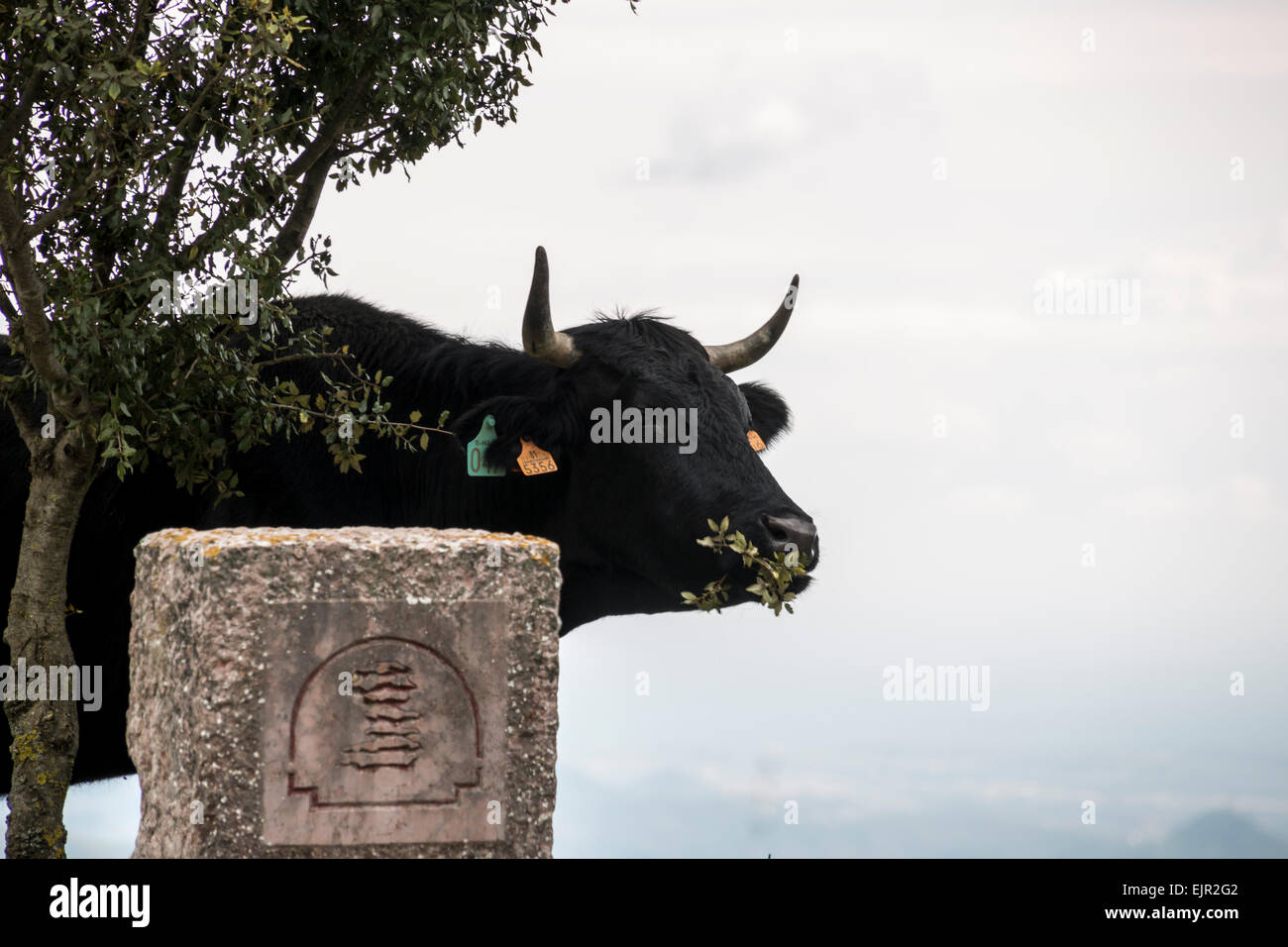 Cow and olive tree, Torcal de Antequera, Andalusia, Spain Stock Photo ...