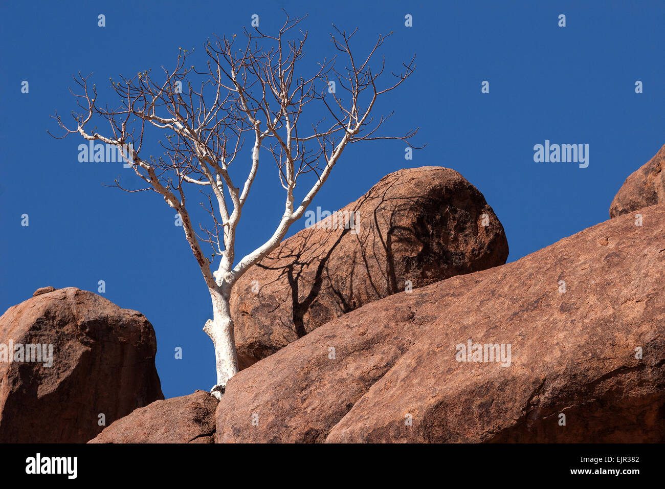 Shepherd's tree (Boscia albitrunca) between two boulders at ...
