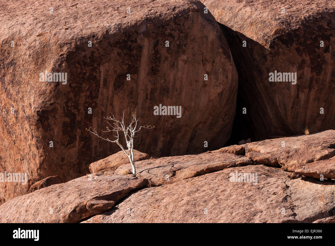 Shepherd's tree (Boscia albitrunca) between rocks at Twyfelfontein ...