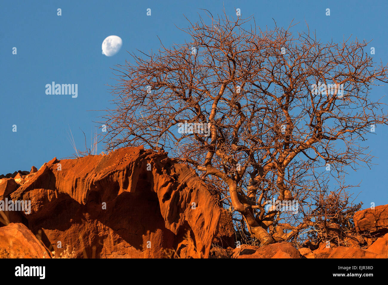 Balsam tree hi-res stock photography and images - Alamy