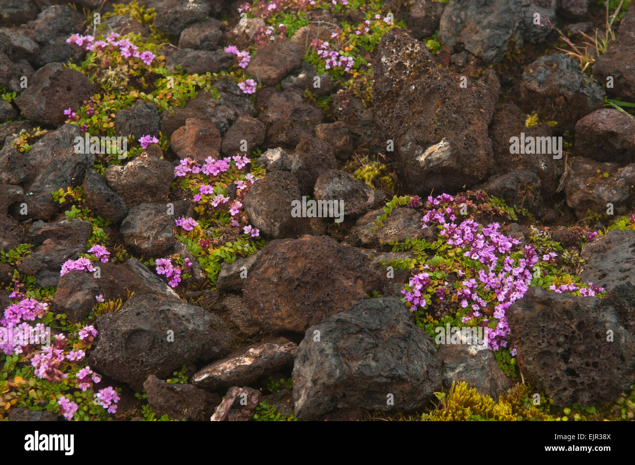 Lava flowers hi-res stock photography and images - Alamy