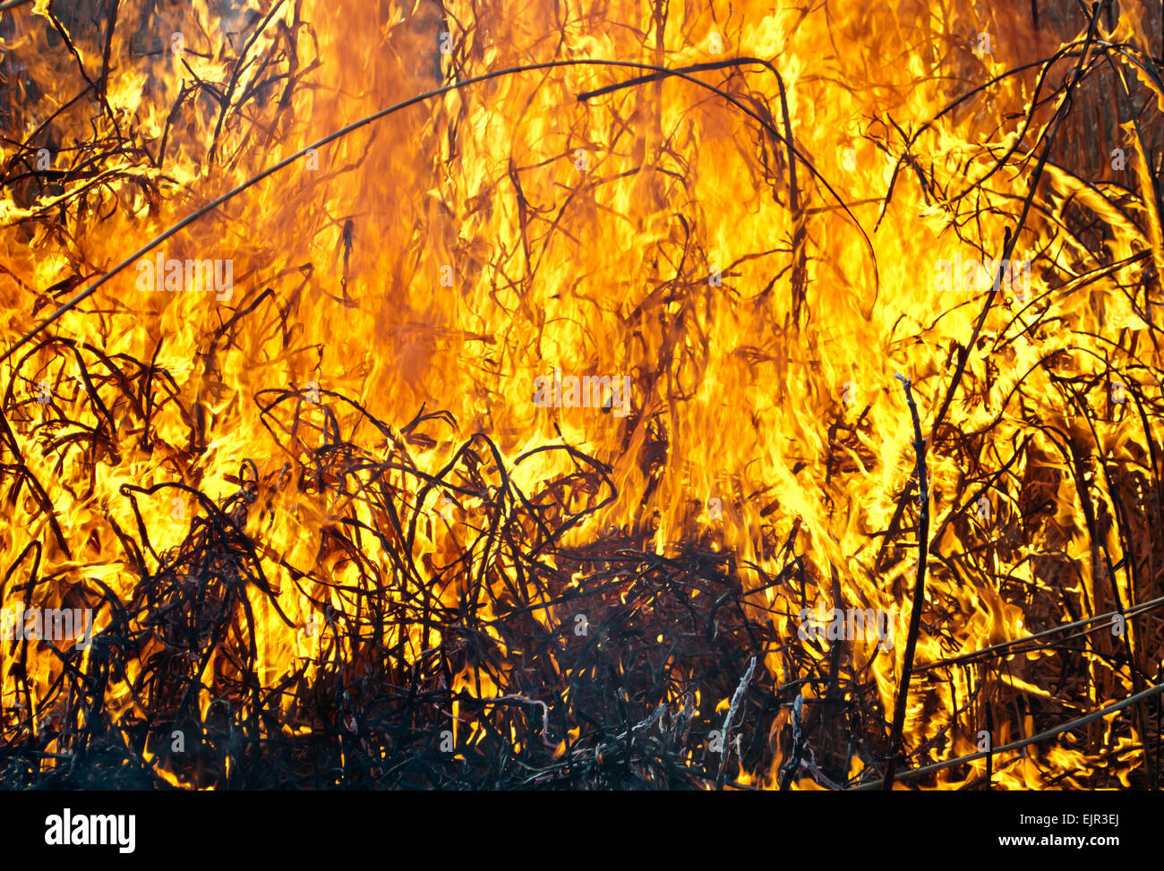 Fire on field burning grass hi-res stock photography and images - Alamy