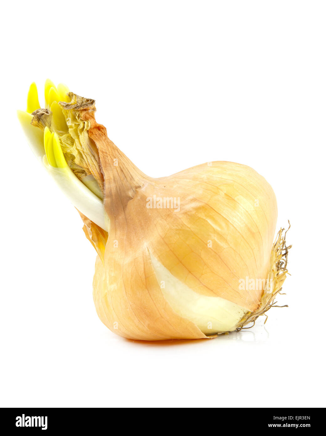 fresh onion isolated on white Stock Photo - Alamy