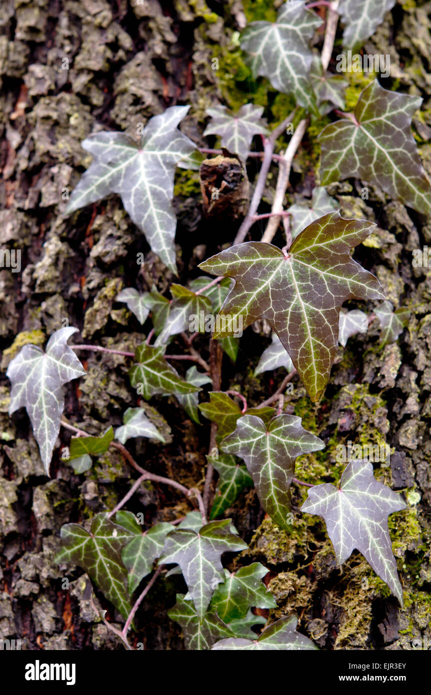Ivy wood new forest hi-res stock photography and images - Alamy