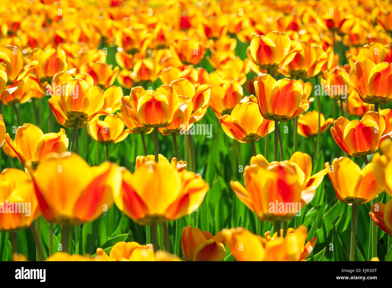 Multi blossomed hi-res stock photography and images - Alamy