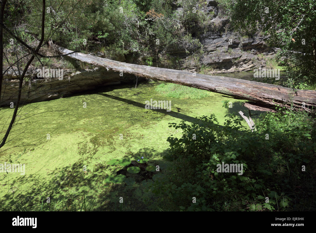 log over green brook, Wilderness, South Africa Stock Photo - Alamy