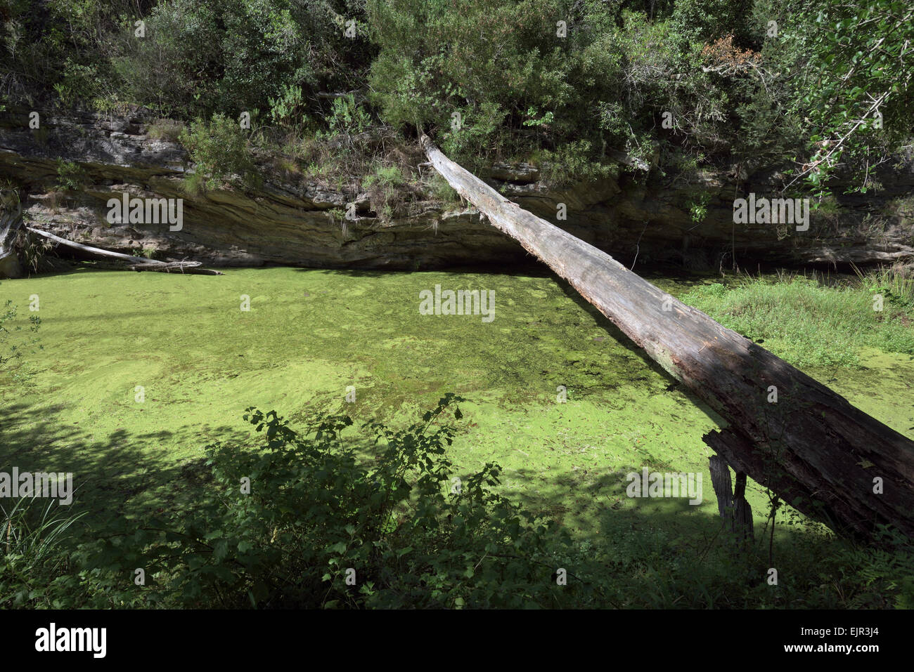 Stream green africa hi-res stock photography and images - Alamy