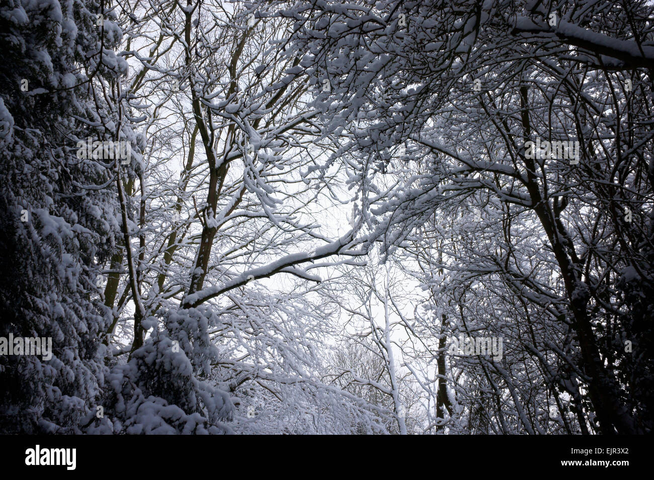 Covered tree tops hi-res stock photography and images - Alamy