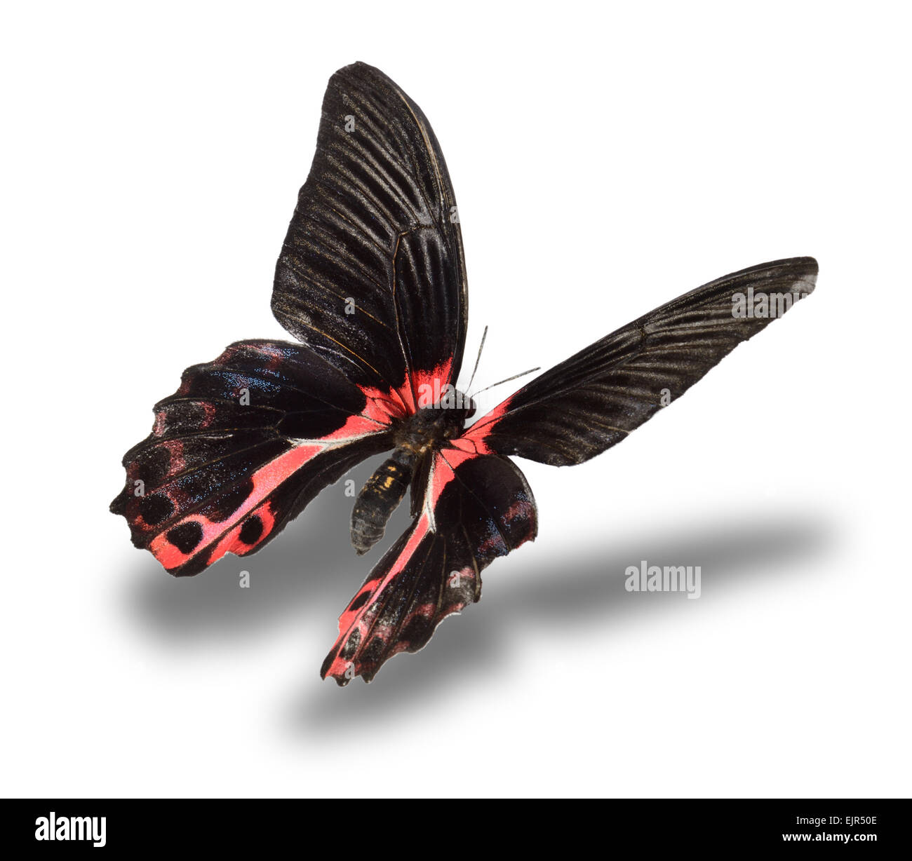 Butterfly isolated on white Stock Photo - Alamy