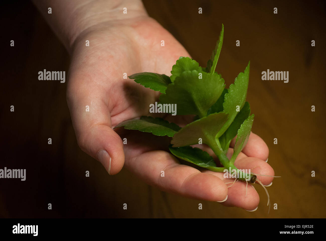 fresh plant in female hand Stock Photo - Alamy