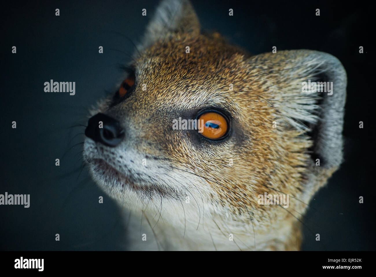 Wilderness wildlife yellow young zoo hi-res stock photography and ...