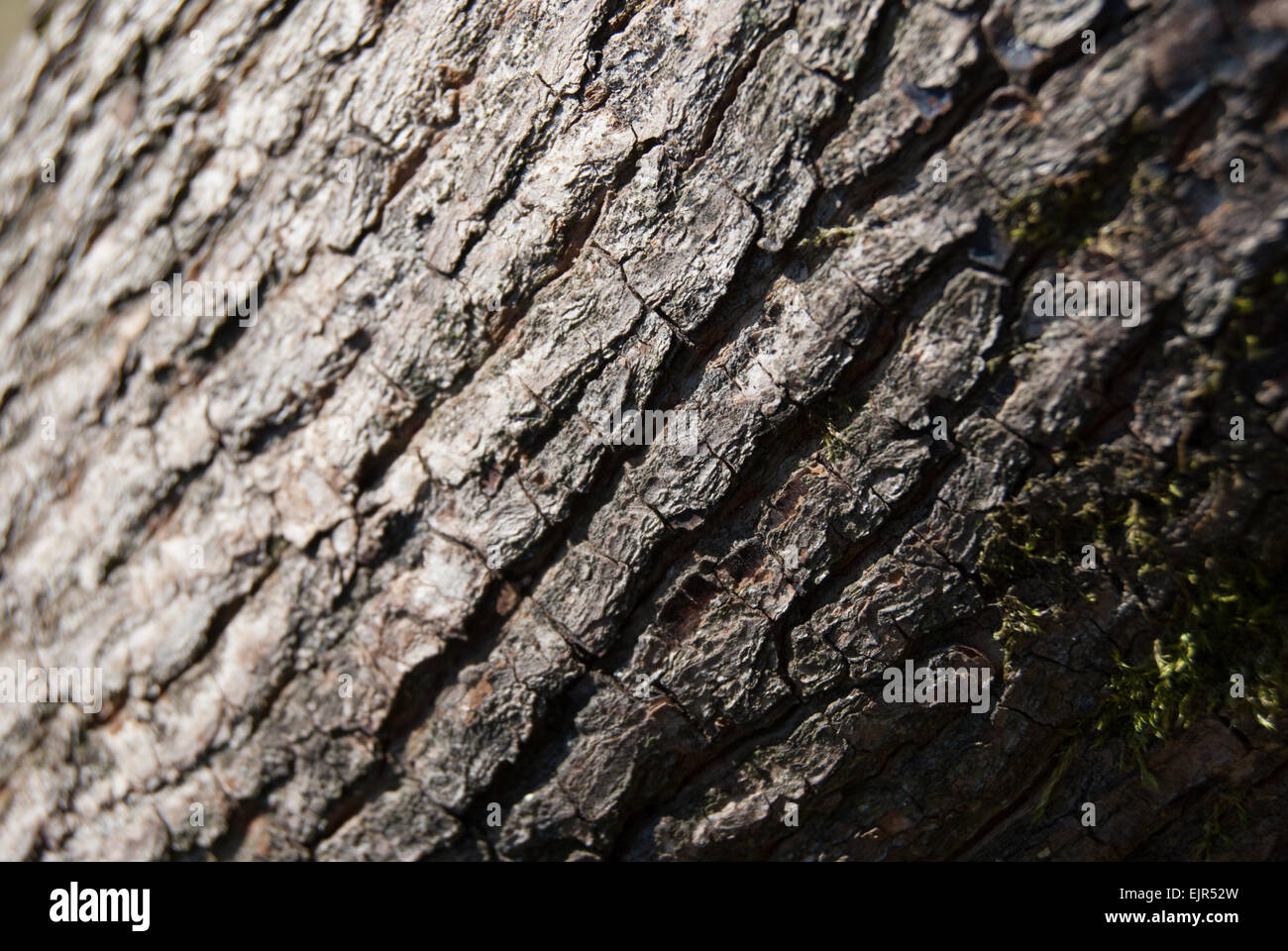 walnut tree bark Stock Photo - Alamy