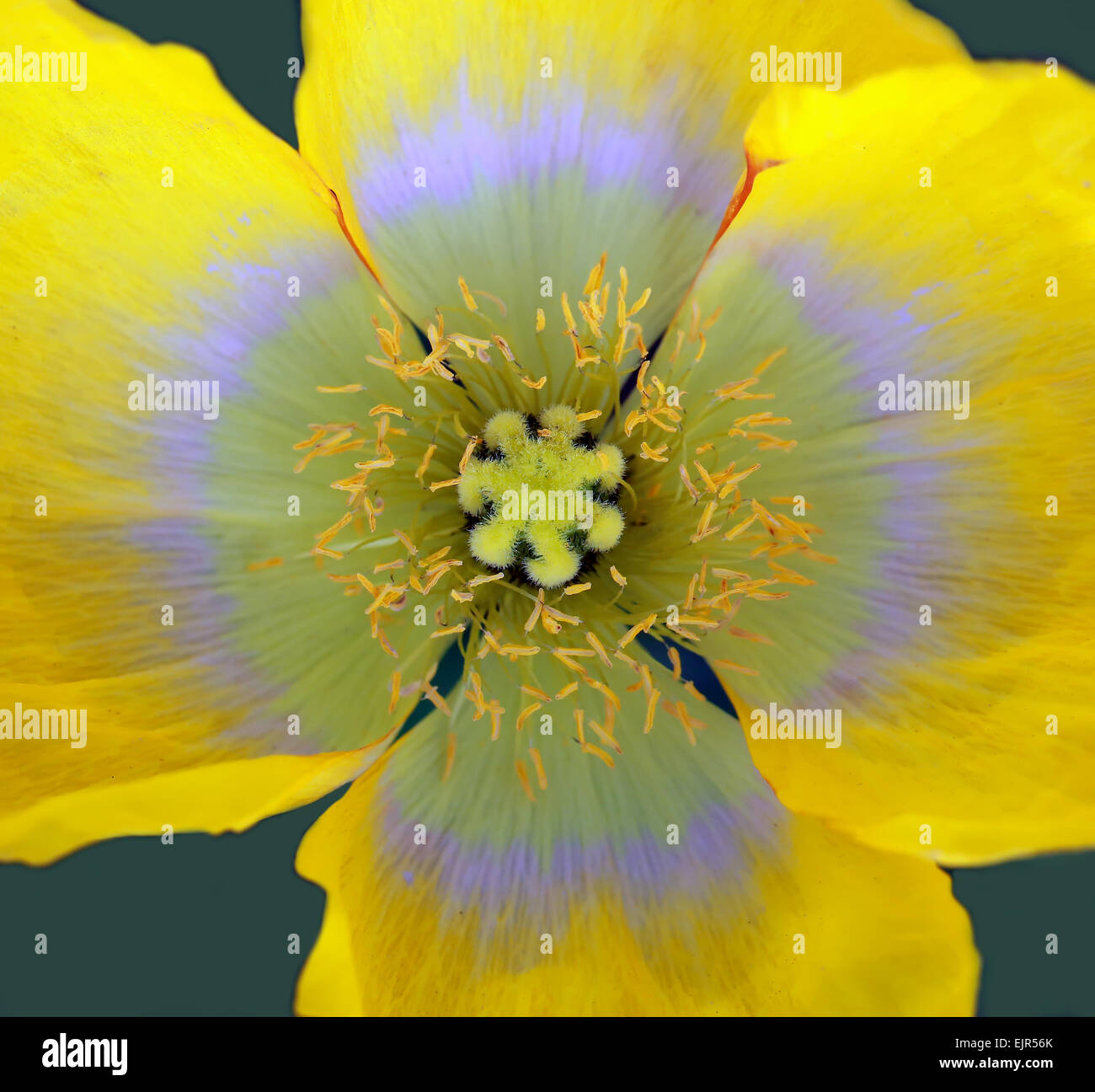 Yellow boll hi-res stock photography and images - Alamy