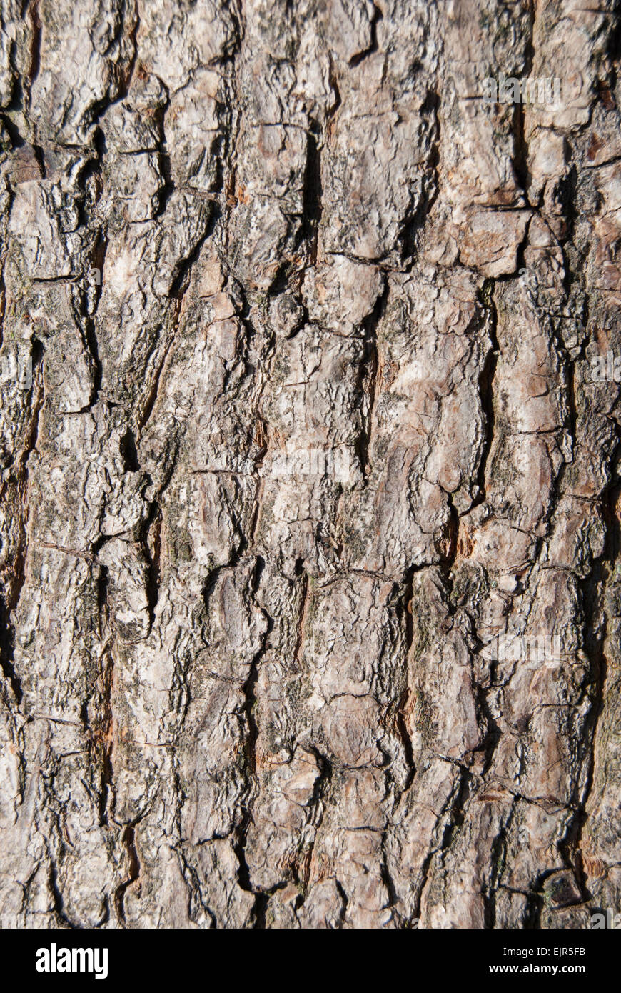 walnut tree bark Stock Photo - Alamy