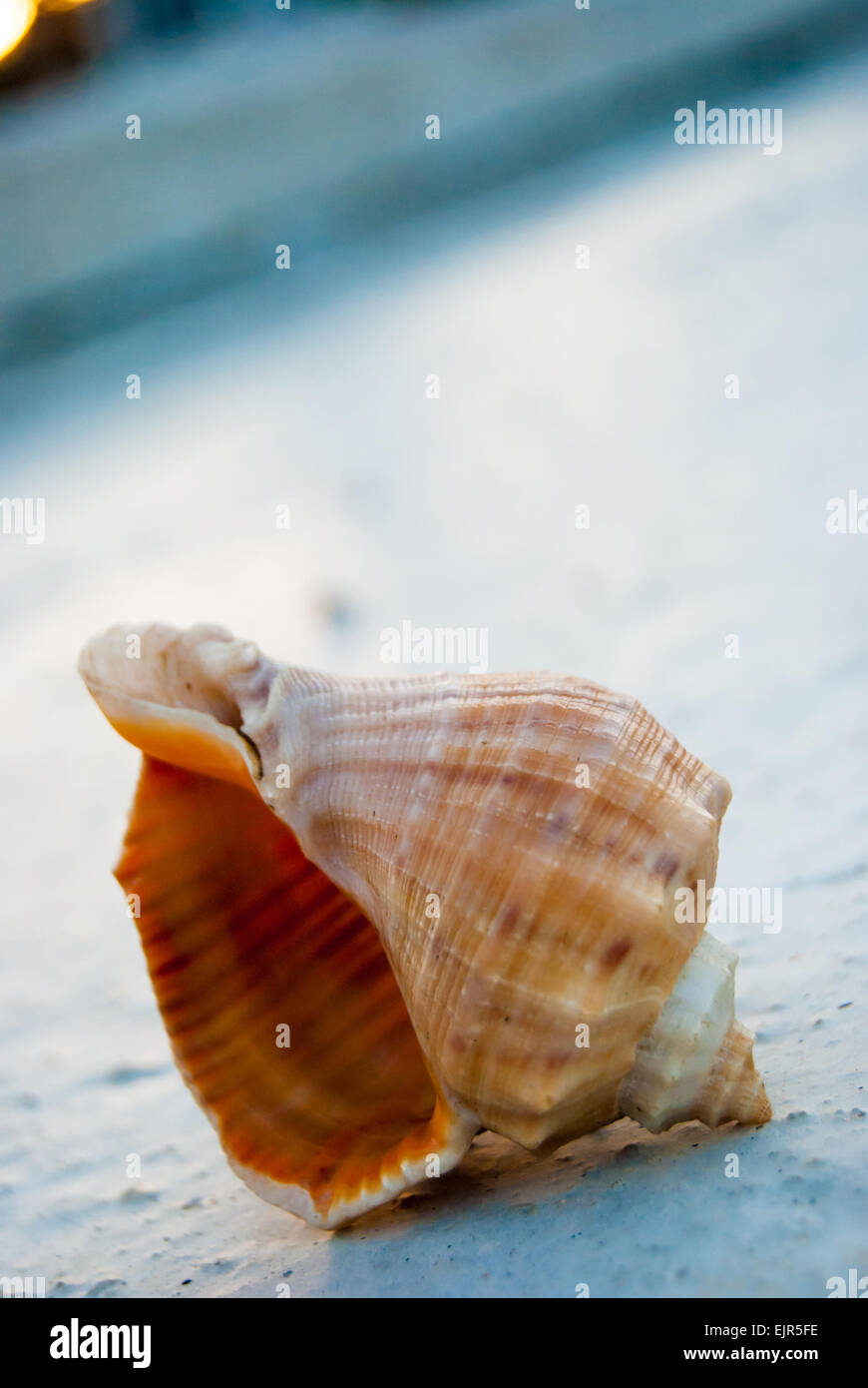 seashell on concrete Stock Photo - Alamy