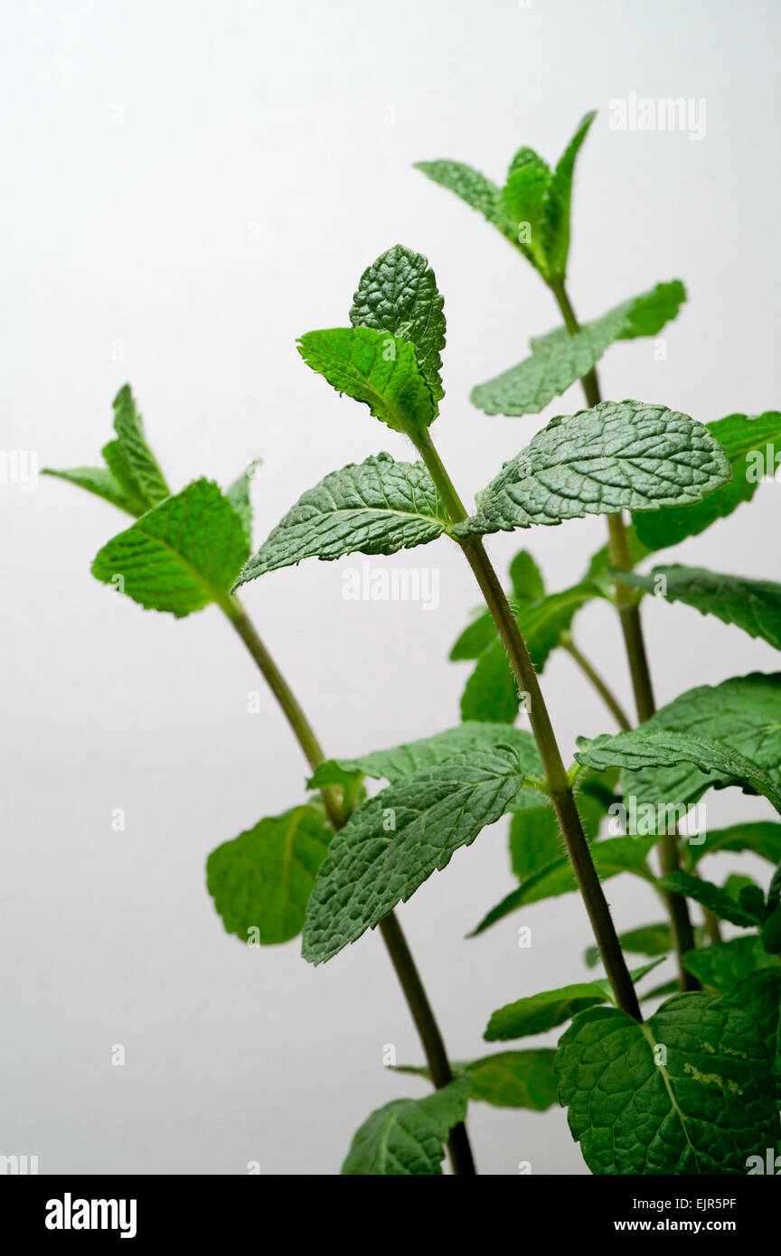 Fragrance mint hi-res stock photography and images - Alamy