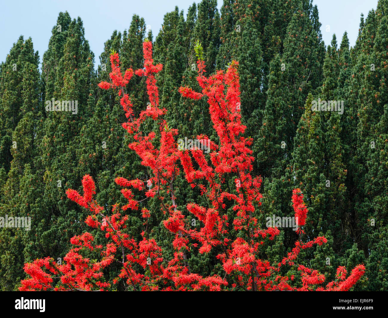 Bodnant gardens conwy hi-res stock photography and images - Alamy
