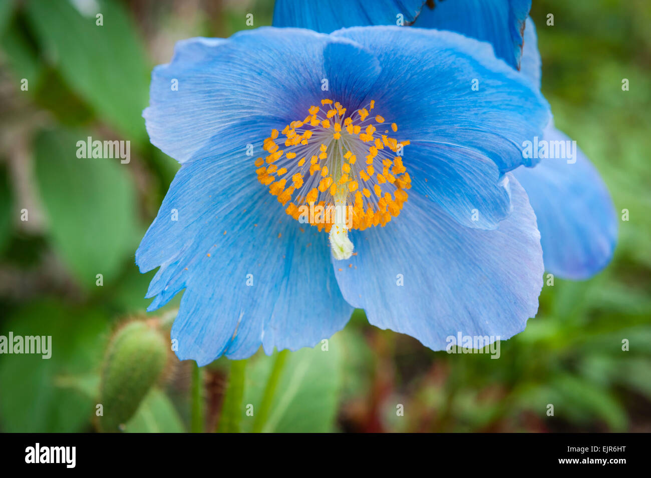 Himalayan blue poppy hi-res stock photography and images - Alamy