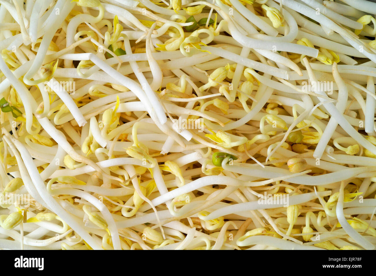 Soy sprout macro background Stock Photo - Alamy