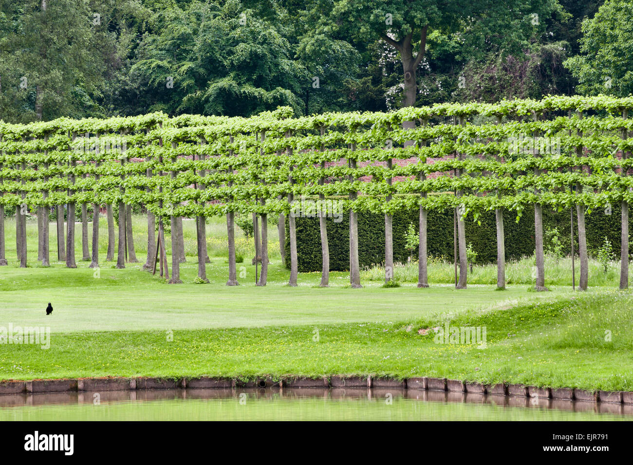 An avenue of pleached lime trees (Tilia x euchlora) in the restored ...