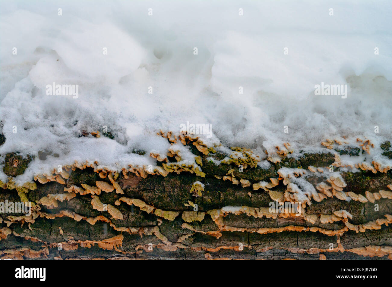 macro background beautiful beauty chill cold color colorful cool day ...