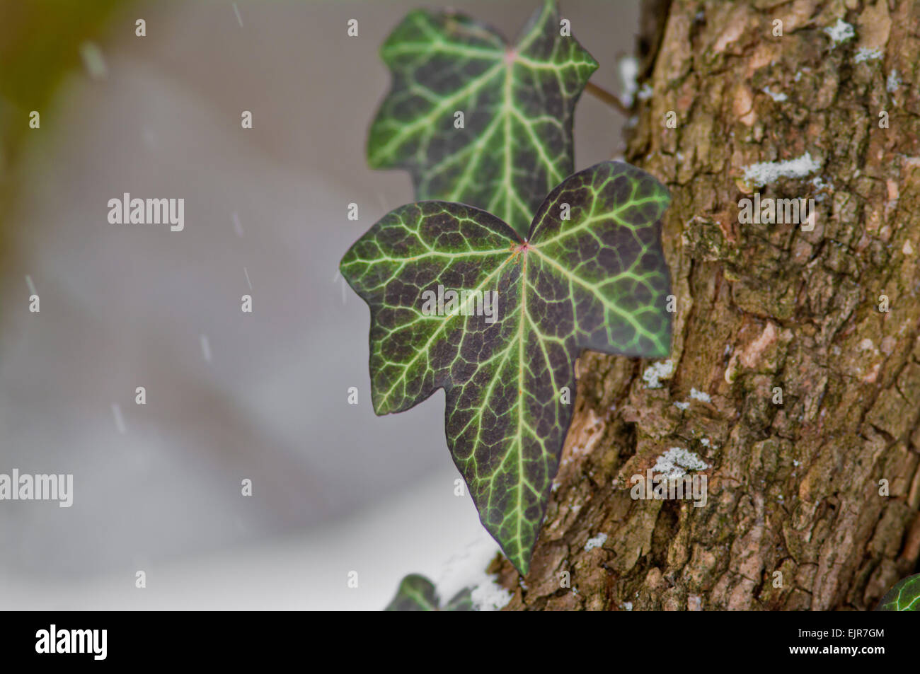 macro leaf background beautiful beauty chill cold color colorful cool ...