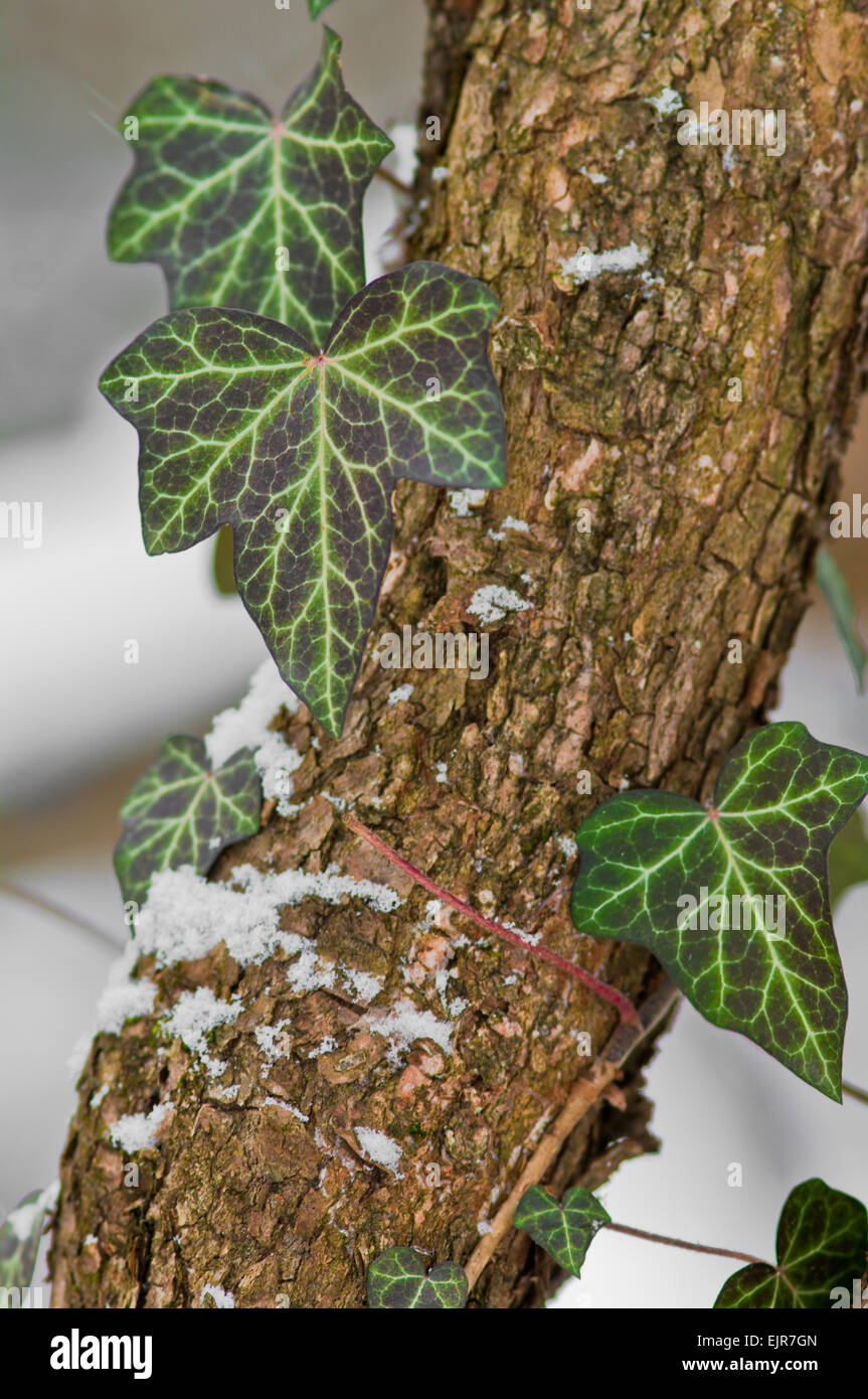 macro leaf background beautiful beauty chill cold color colorful cool ...