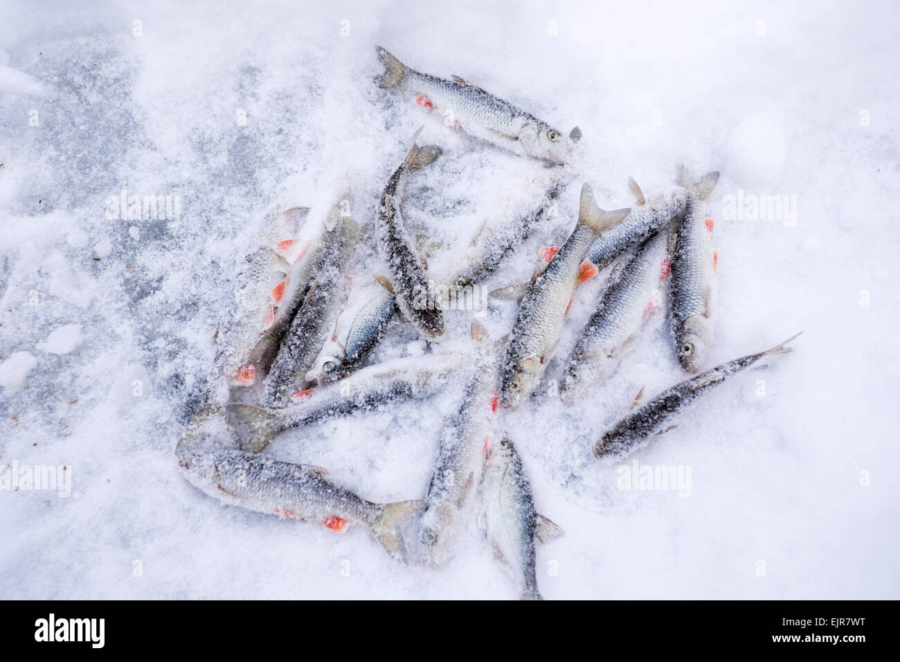 Fresh high hi-res stock photography and images - Alamy