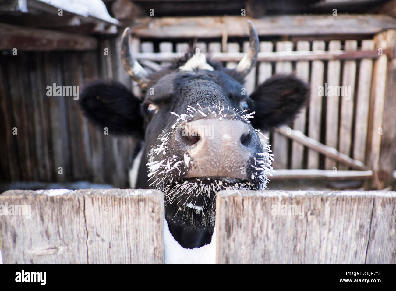 Animal looking over fence hi-res stock photography and images - Alamy
