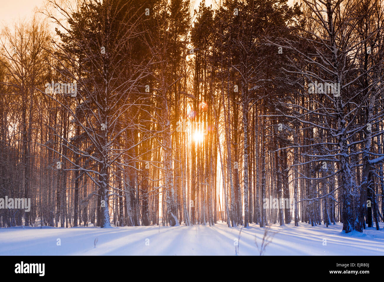 Sun shining through trees in snowy forest Stock Photo - Alamy