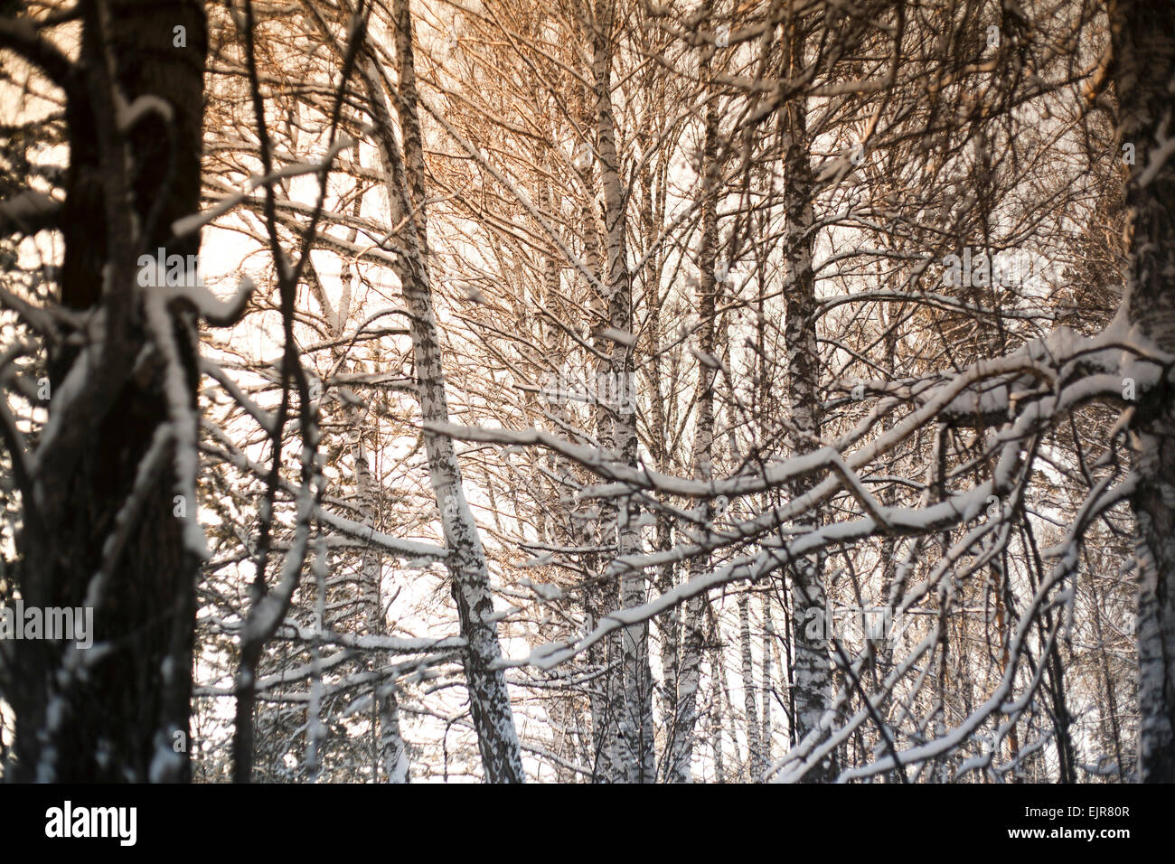 Close up of snowy tree branches in forest Stock Photo - Alamy