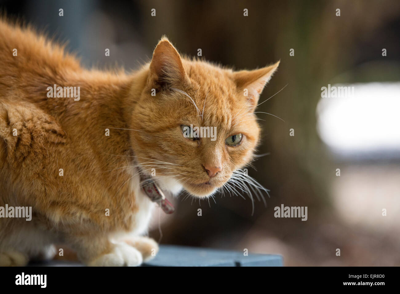 Ginger cat sitting hi-res stock photography and images - Alamy