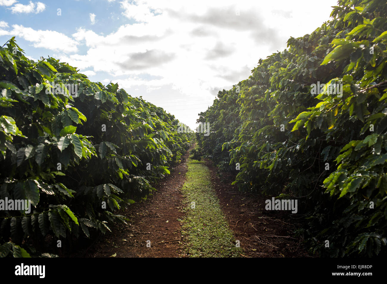 Lush green trees hi-res stock photography and images - Alamy