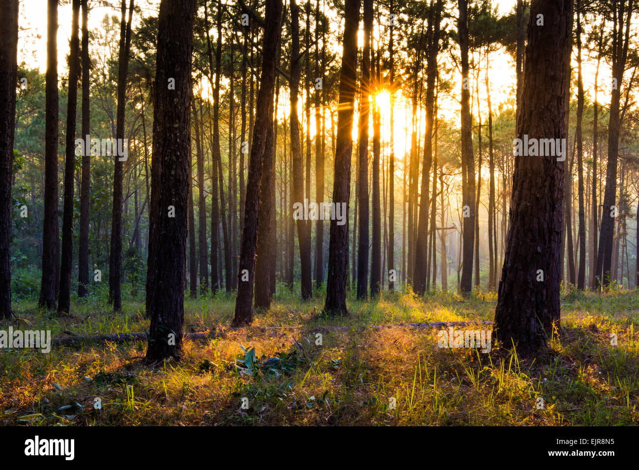 Sun shinning through the trees hi-res stock photography and images - Alamy