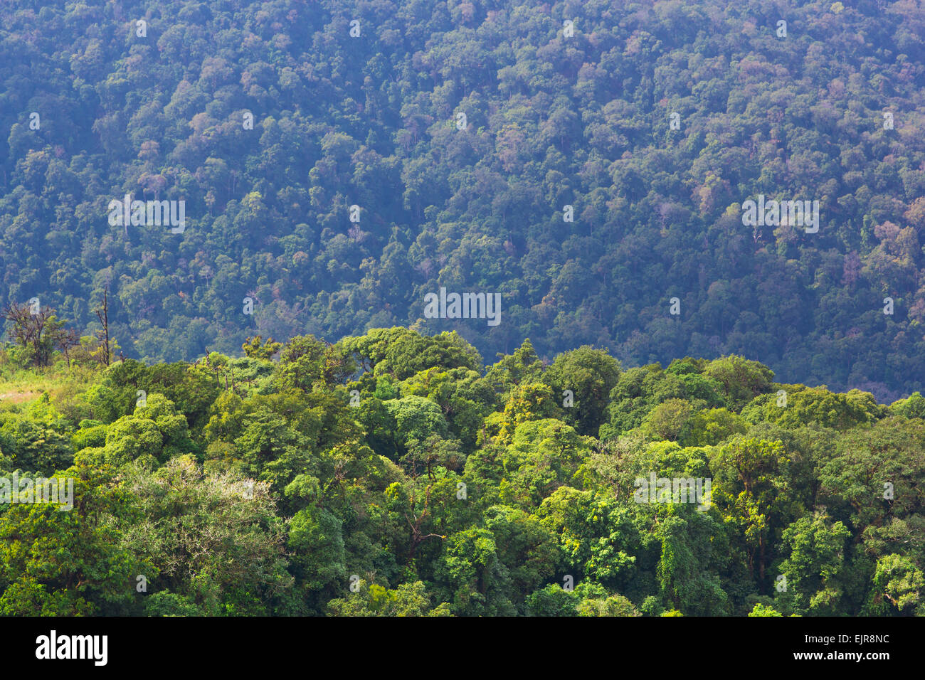 Forest high angle view layer hi-res stock photography and images - Alamy