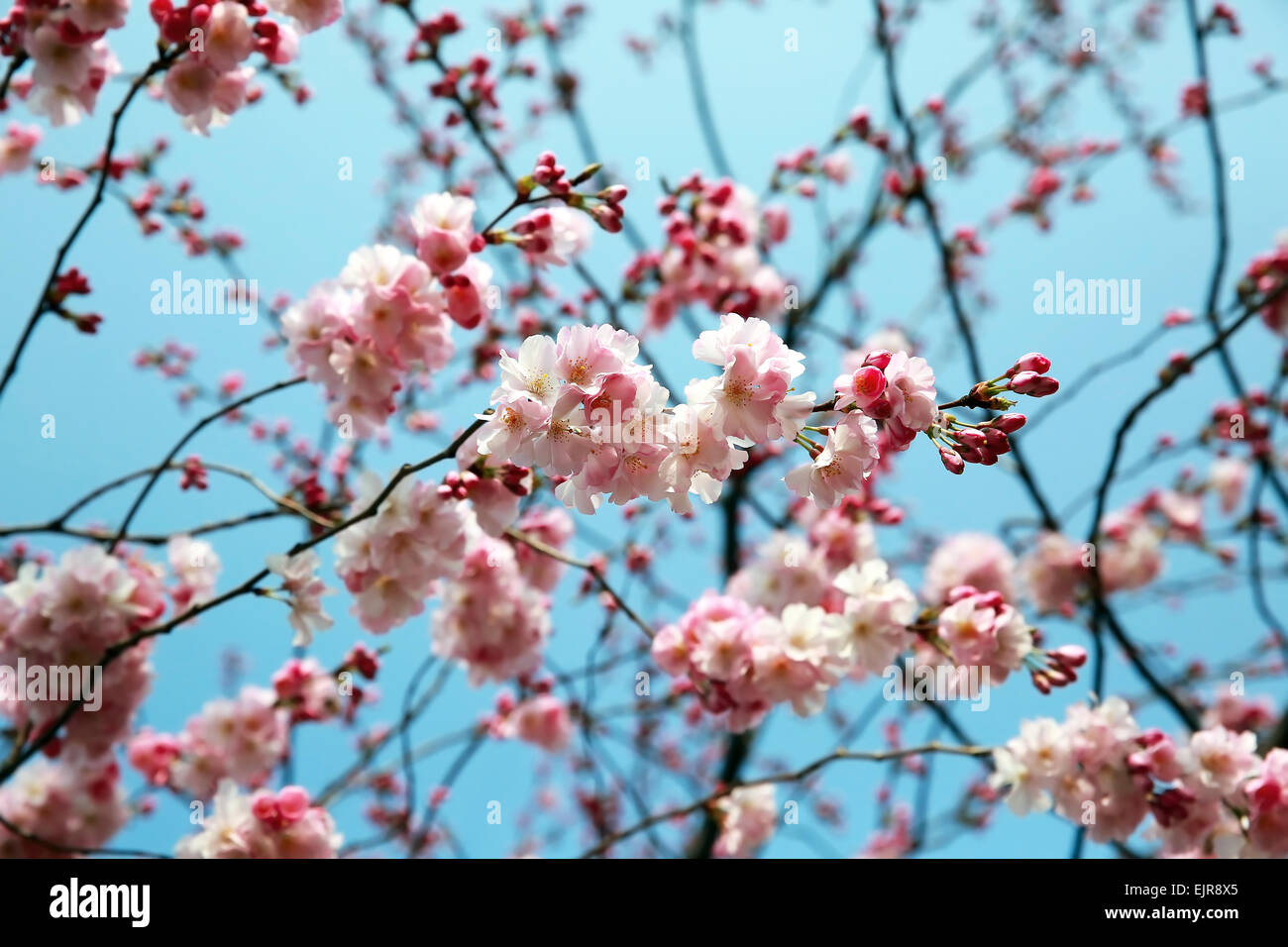 Blooming spring tree branch background Stock Photo - Alamy