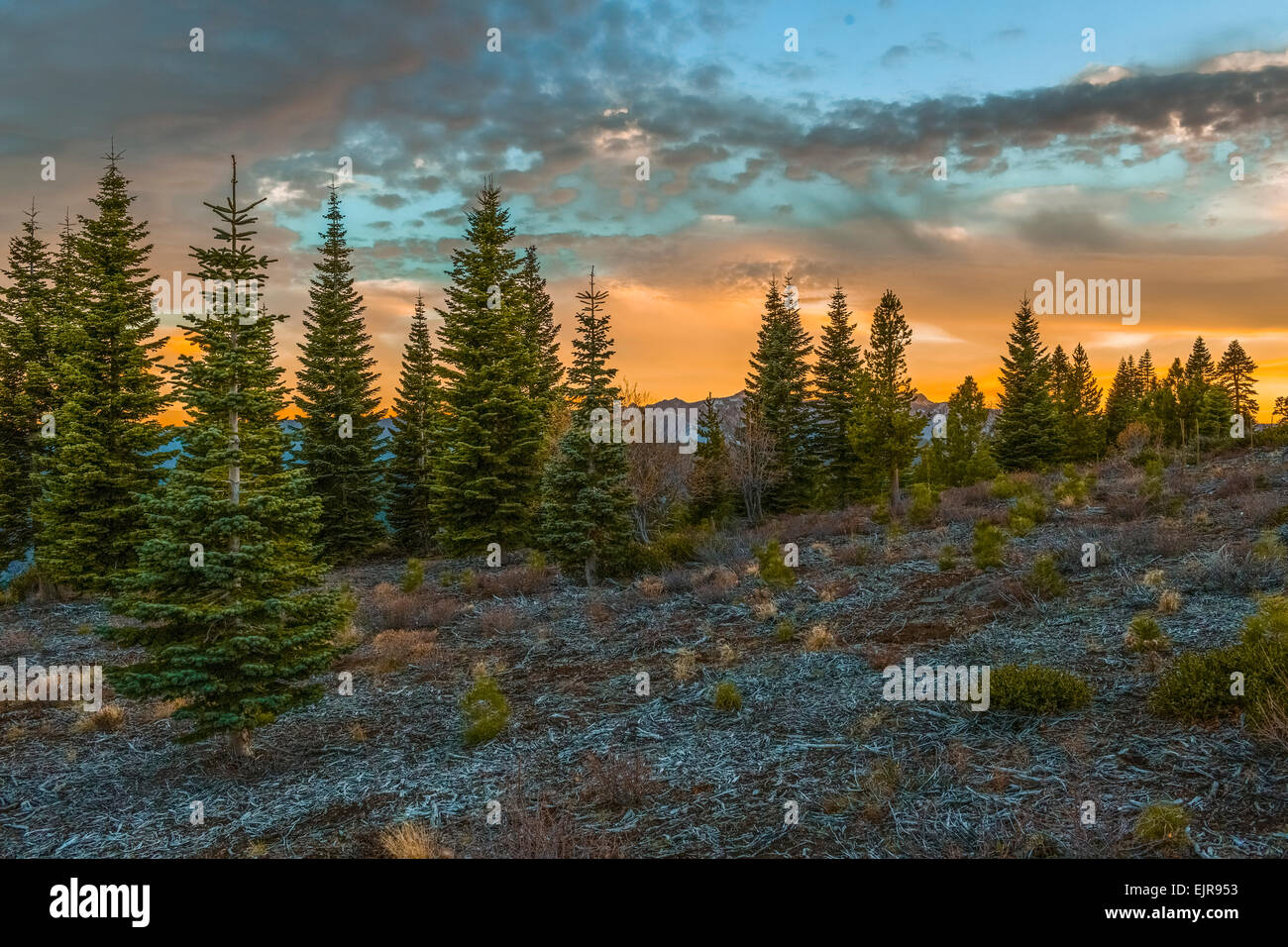 Sunset over trees in remote field Stock Photo - Alamy
