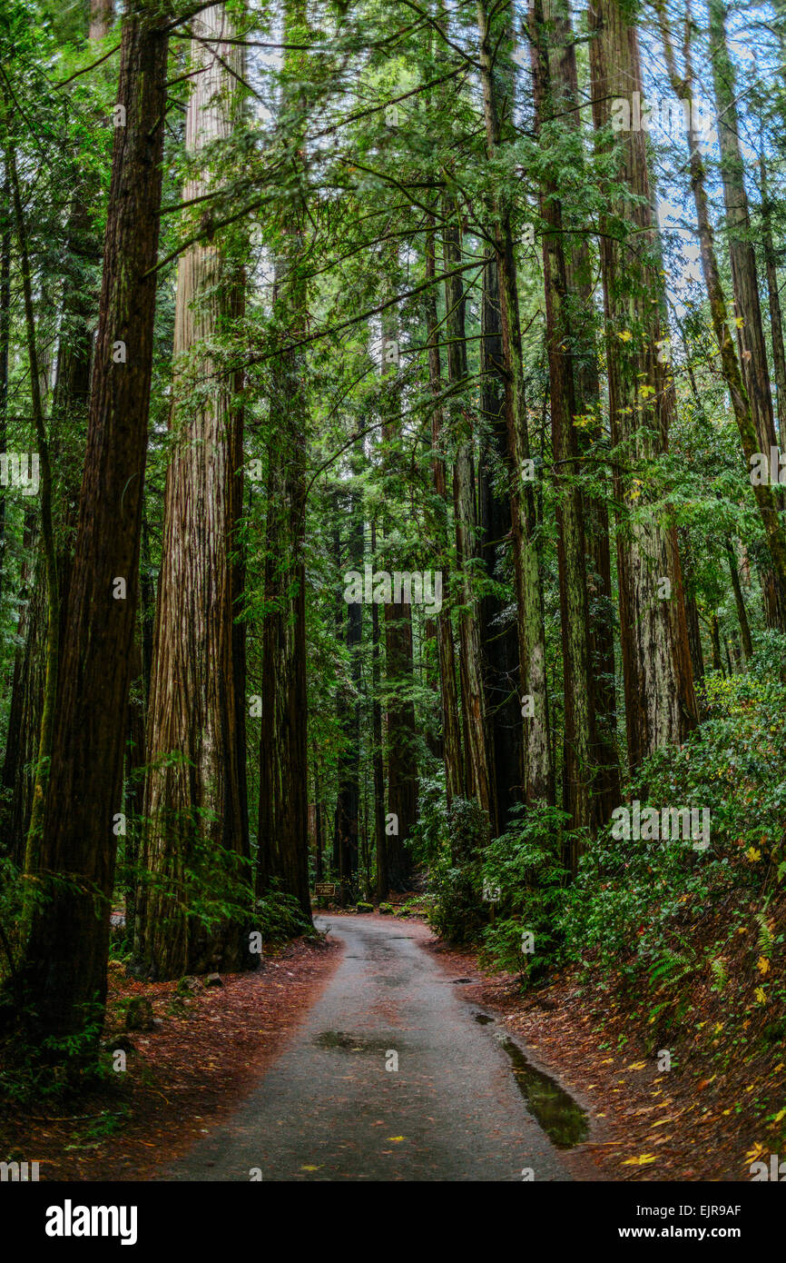 Vertical shot old forest hi-res stock photography and images - Alamy