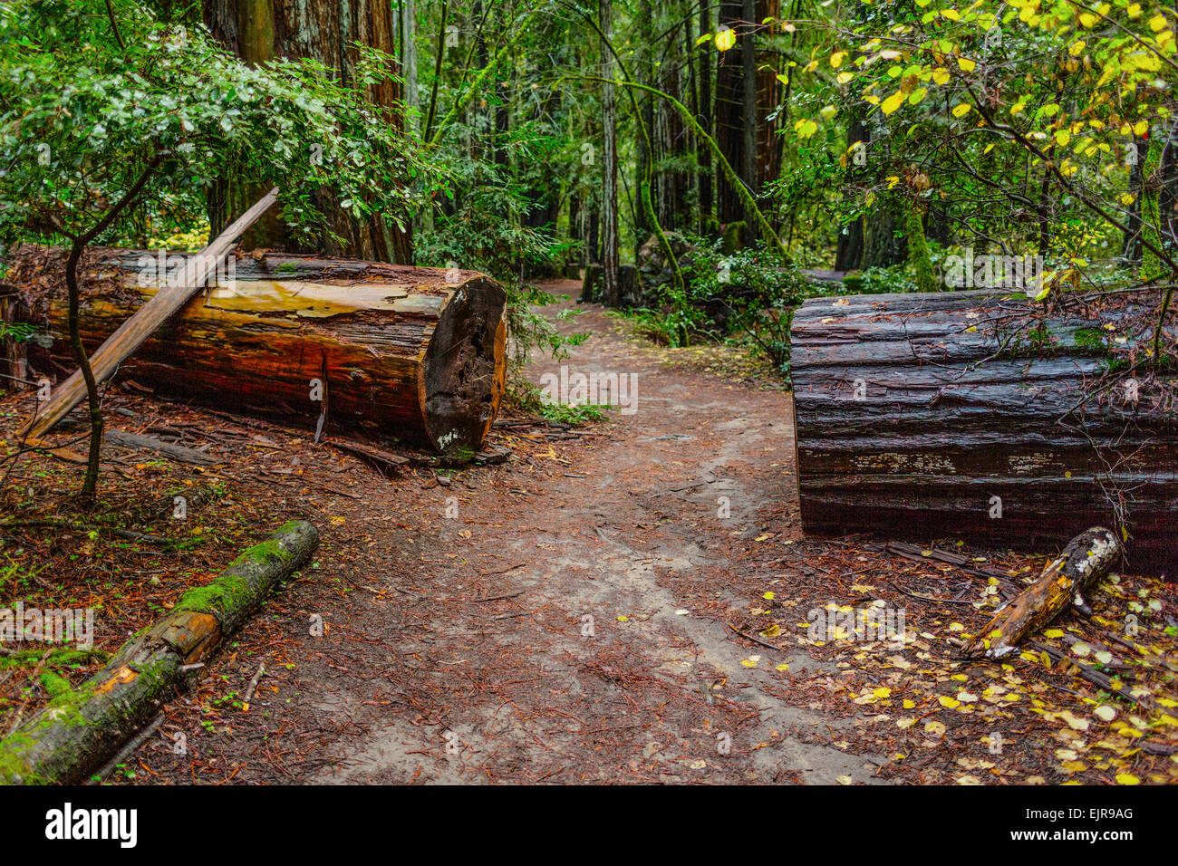 Dirt path cut through fallen tree in forest Stock Photo - Alamy