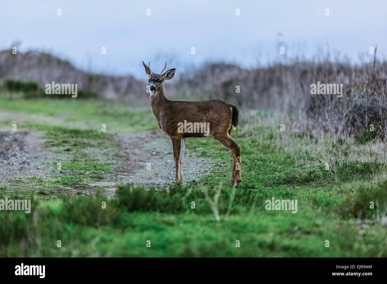 Deer standing near dirt path Stock Photo - Alamy