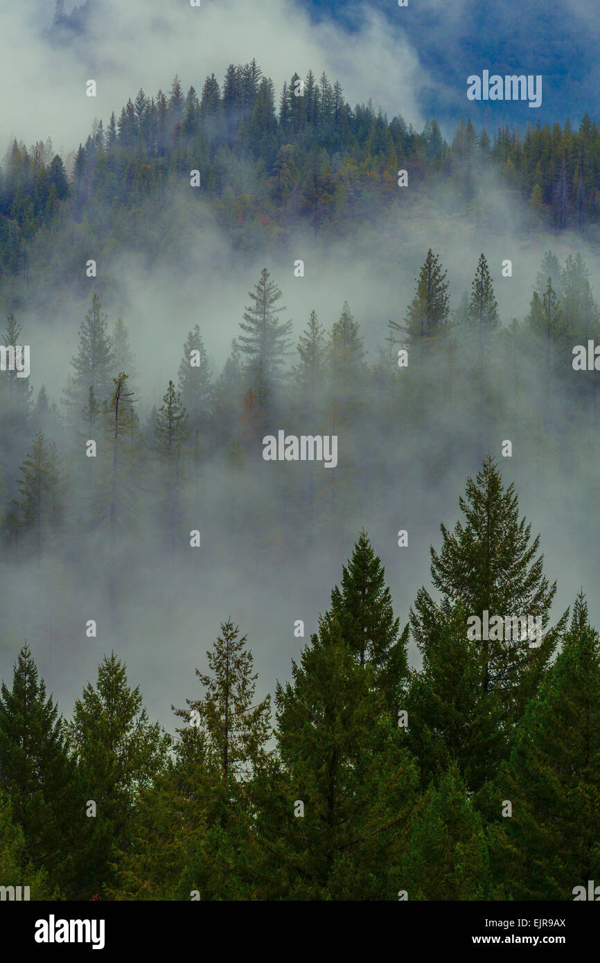 Fog over forest hi-res stock photography and images - Alamy